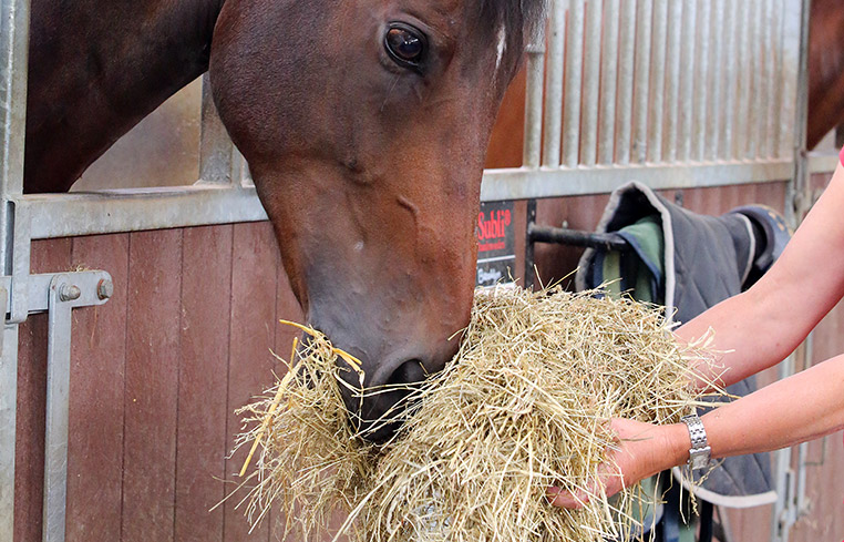Voordroog kuil en hooi - Paardenpension De Groot Lithoijen